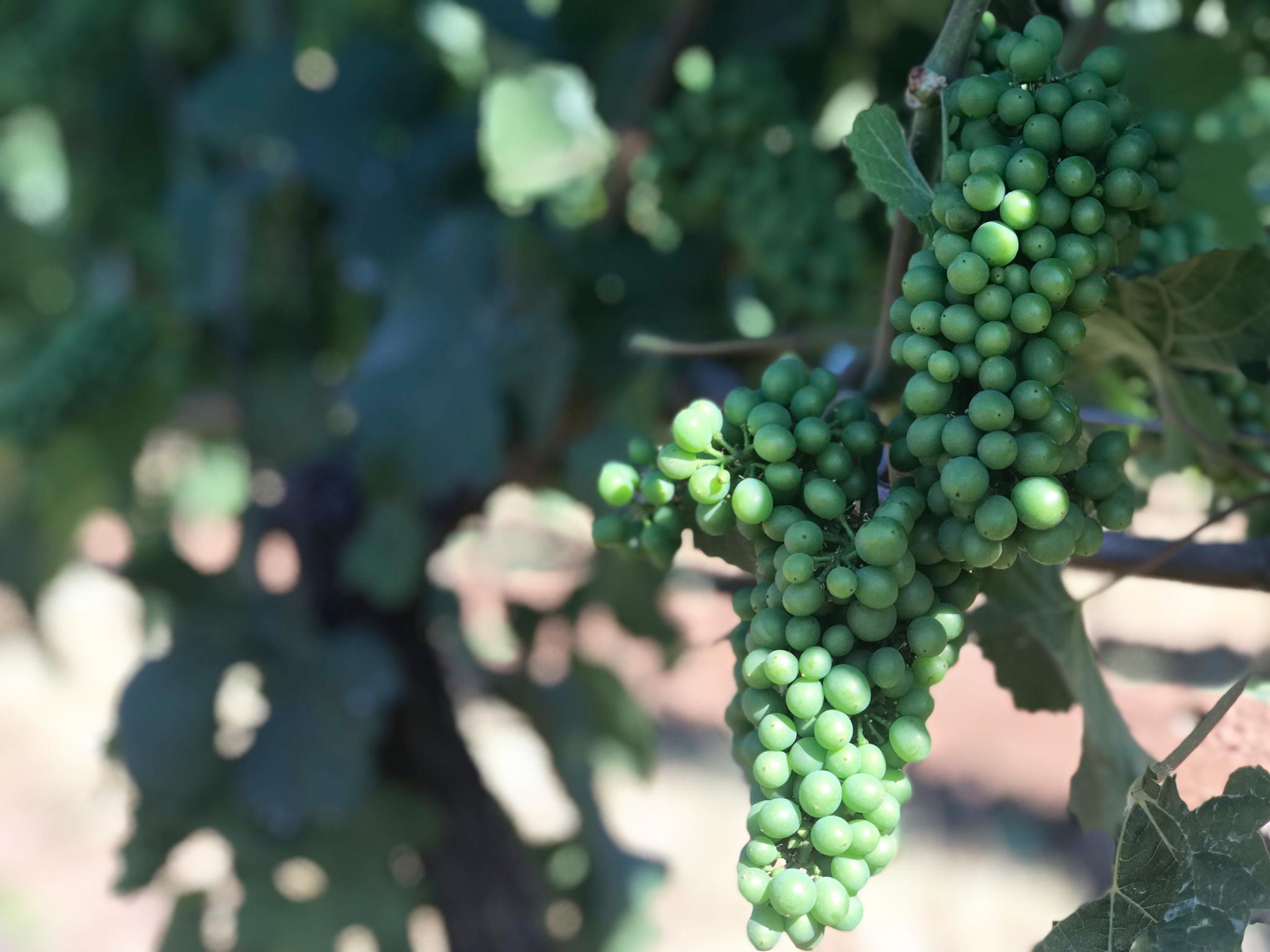 About Us - Cubanisimo Vineyards