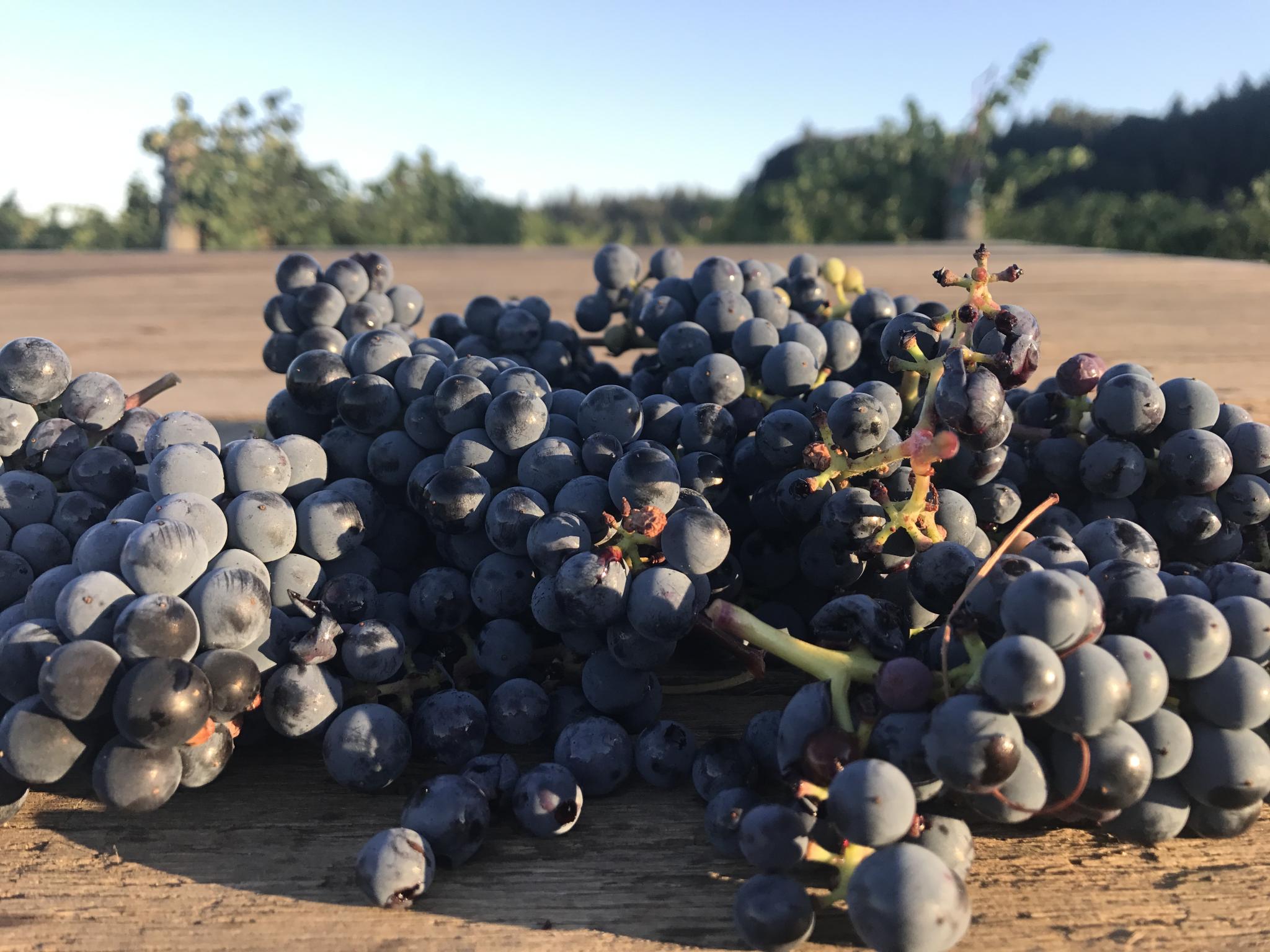 About Us - Cubanisimo Vineyards